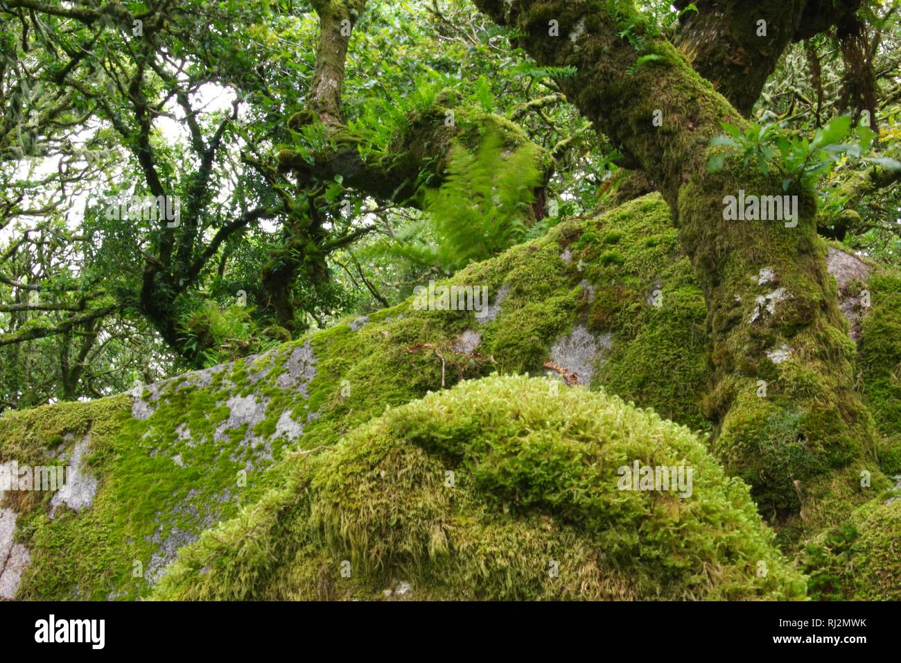 Wistmans Wood, Dense Ancient Sessile Oak Woodland on Dartmoor. Growing ...