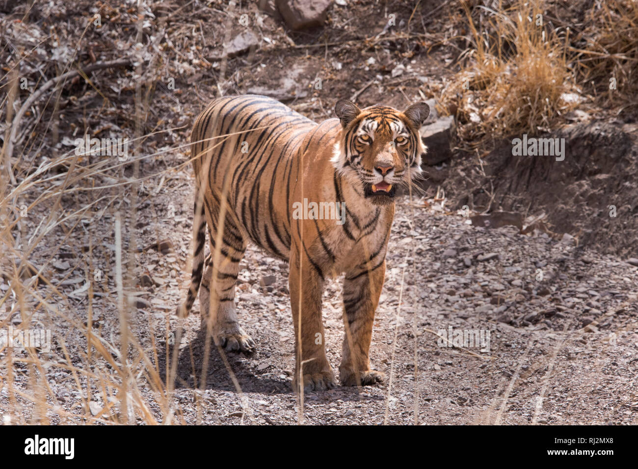 Royal bengal tiger Stock Photo - Alamy