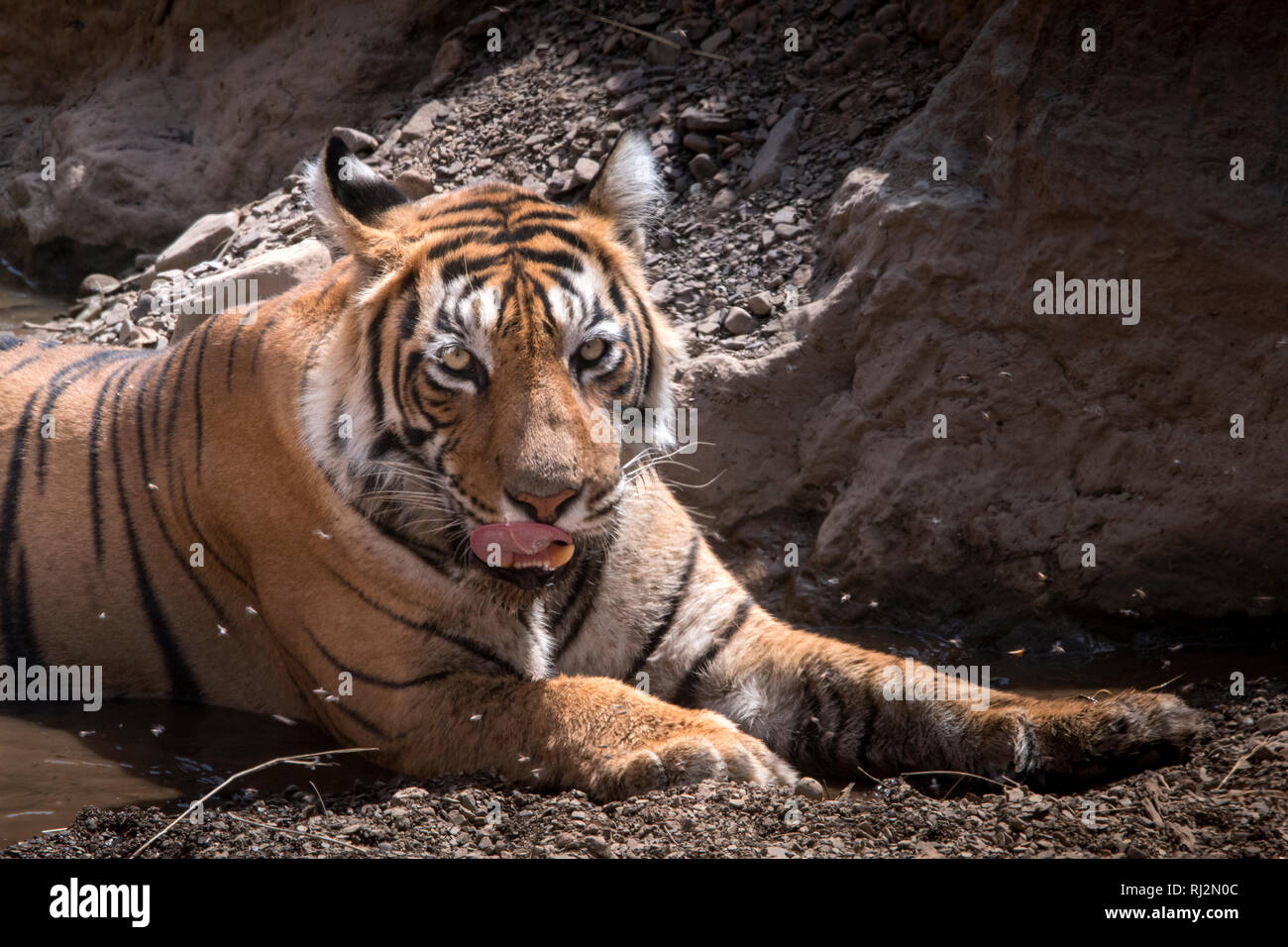 Royal bengal tiger Stock Photo - Alamy