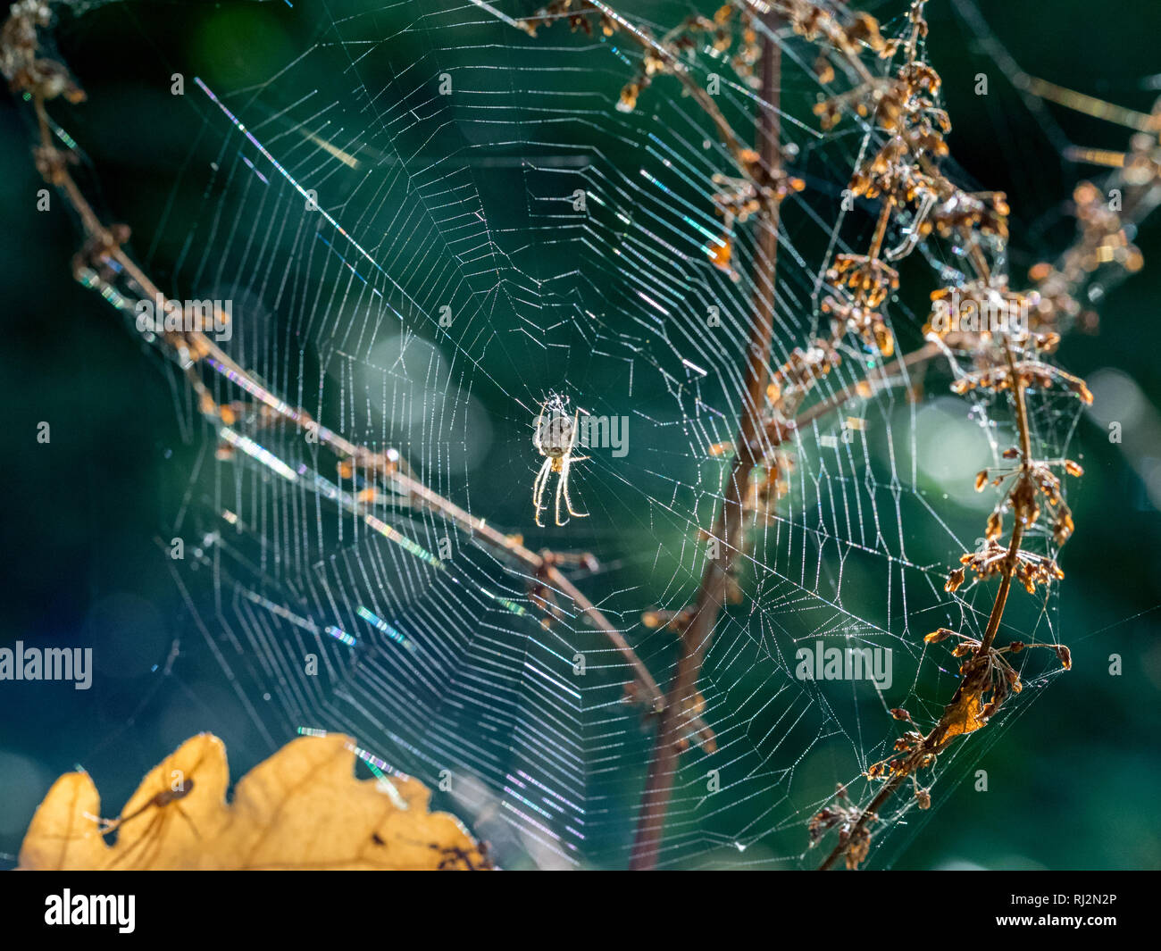Cardinal spider uk hi-res stock photography and images - Alamy