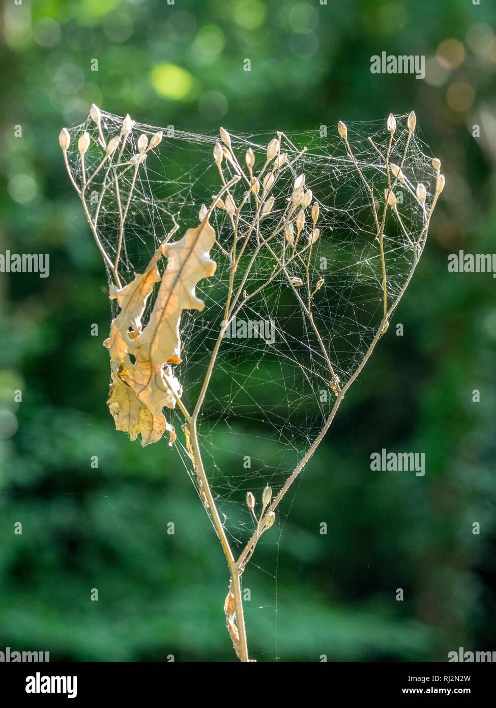 Profile of spider web wrapped around a branch twig with leaf caught in ...