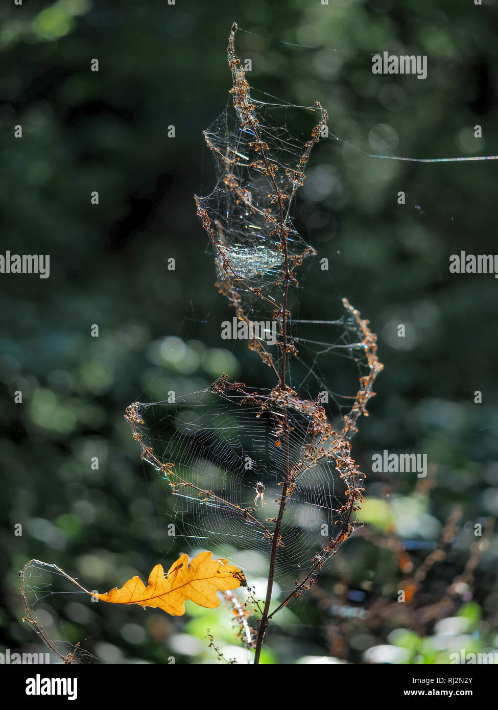 Profile of spider web wrapped around a branch twig with leaf caught in ...