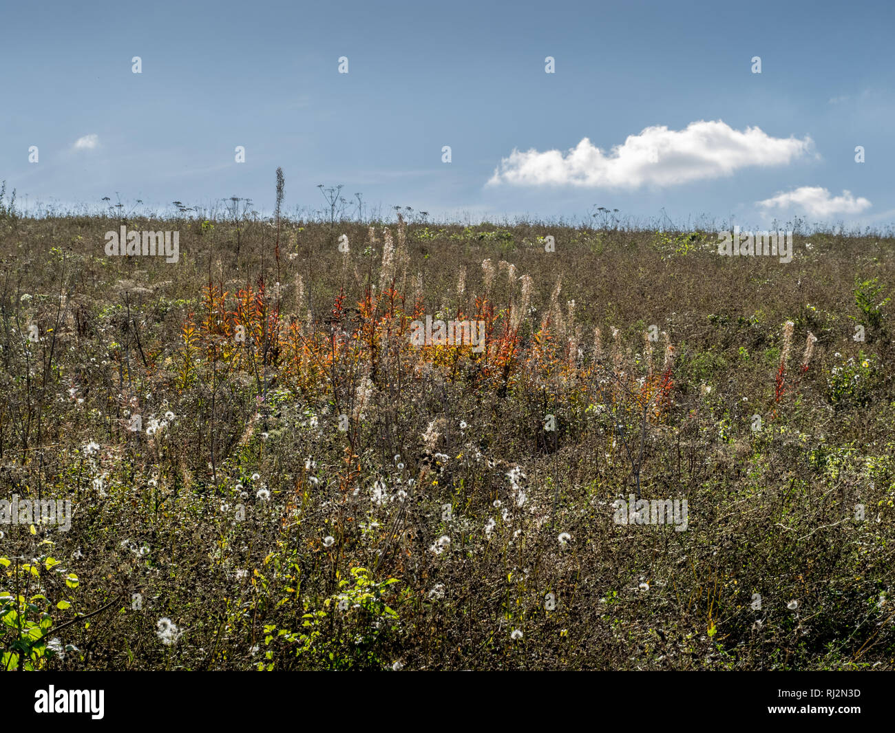A field of wild plants with rusty coloured colored autumn leaves in the ...