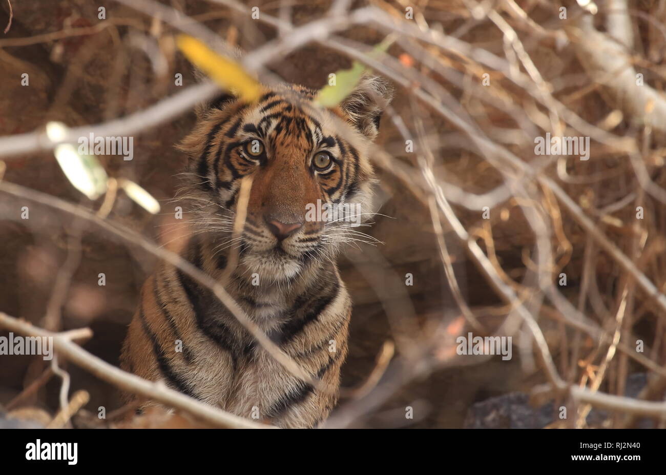 Royal bengal tiger Stock Photo - Alamy