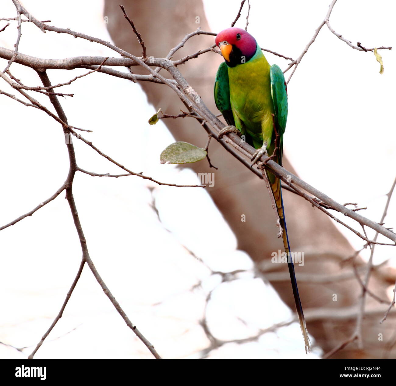 Ranathamborenationalpark hi-res stock photography and images - Alamy