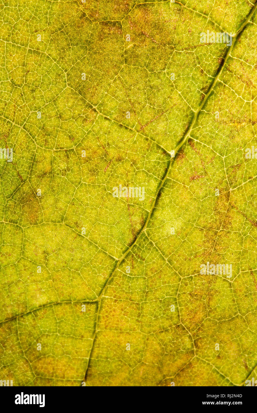 Macro image autumn dry hi-res stock photography and images - Alamy