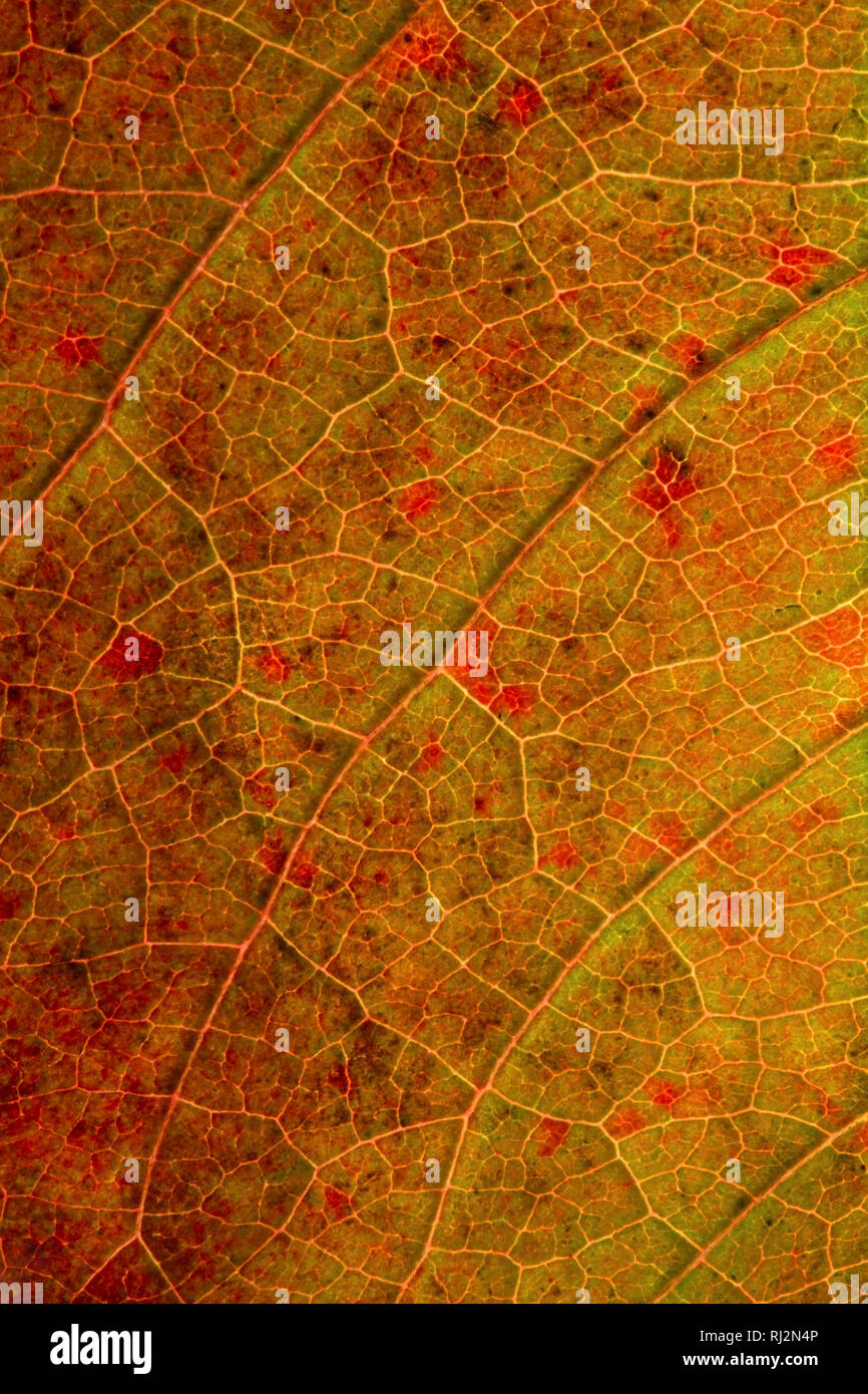 Autumn leaf macro image Stock Photo - Alamy