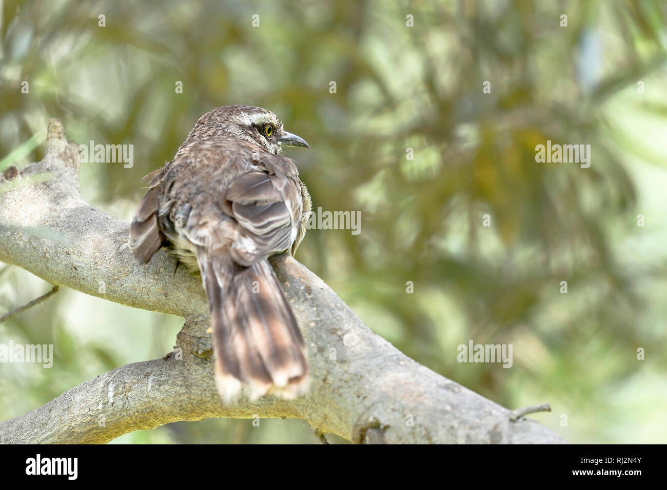 Long-tailed mockingbird (Mimus longicaudatus) perched on branches of ...