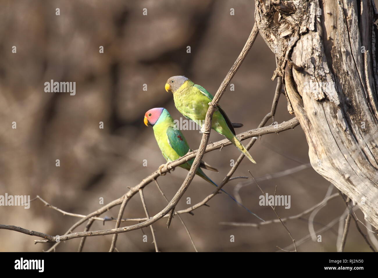 Ranathamborenationalpark hi-res stock photography and images - Alamy