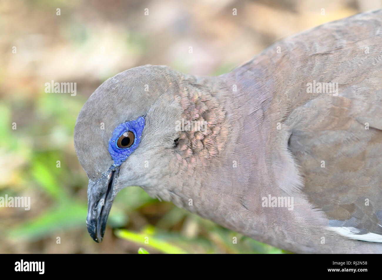 West peruvian dove hi-res stock photography and images - Alamy