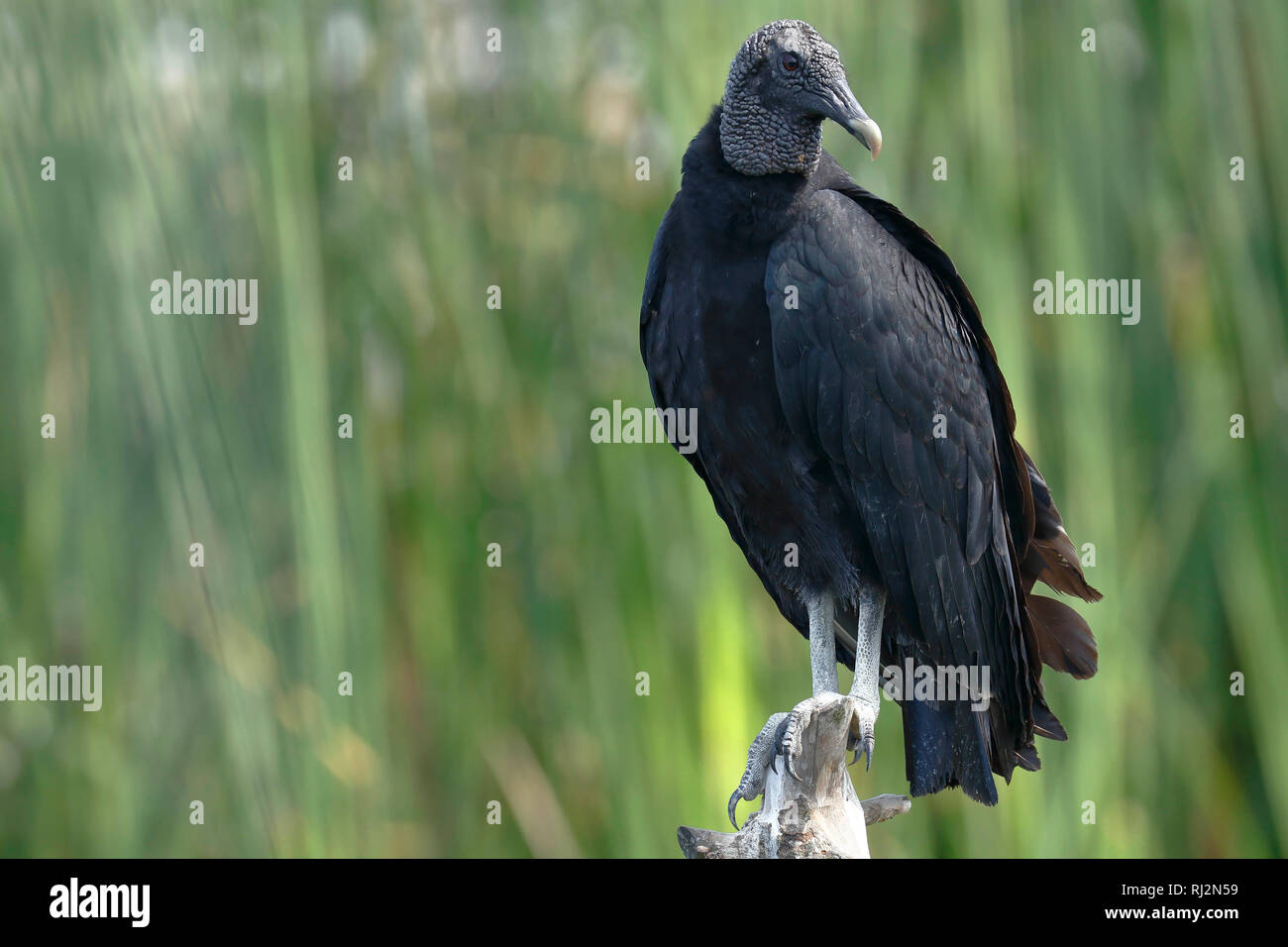 Black vulture (Coragyps atratus) portrait in detail taken in freedom ...