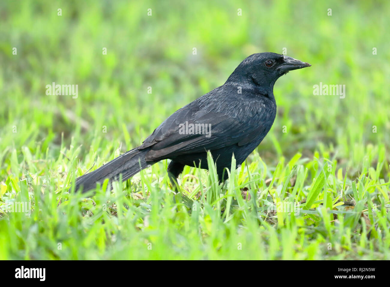 Scrub ecology hi-res stock photography and images - Alamy