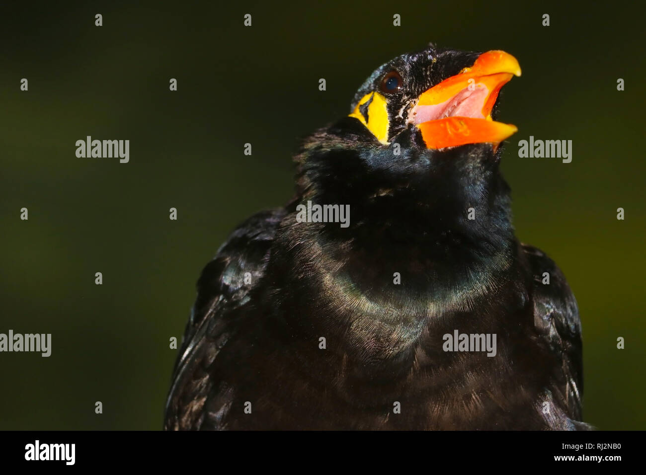 Common hill myna hi-res stock photography and images - Alamy