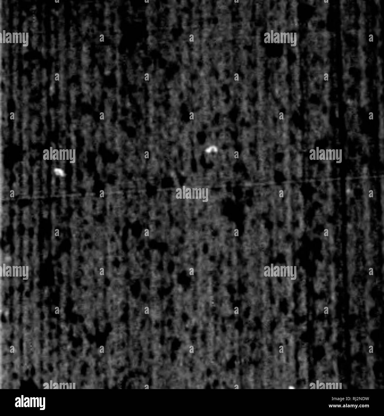 Dorsal ray Black and White Stock Photos & Images - Alamy