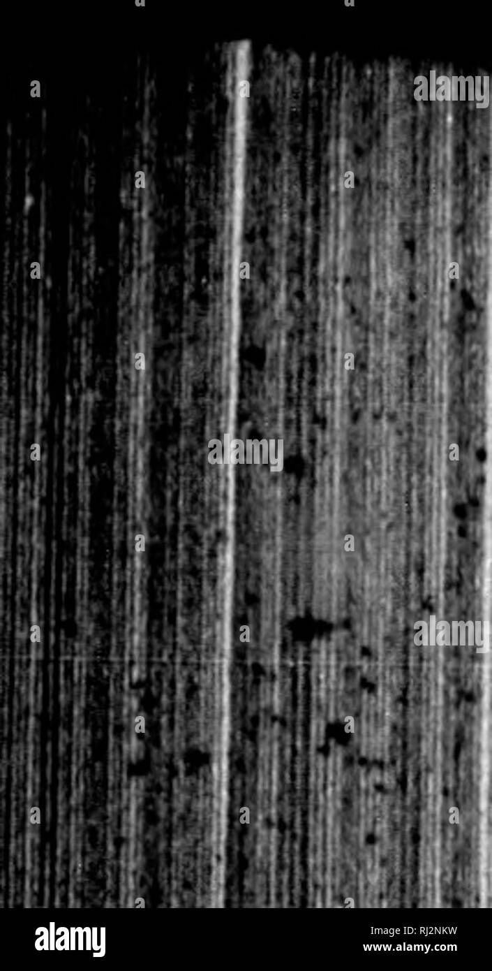 Catostomid Black and White Stock Photos & Images - Alamy