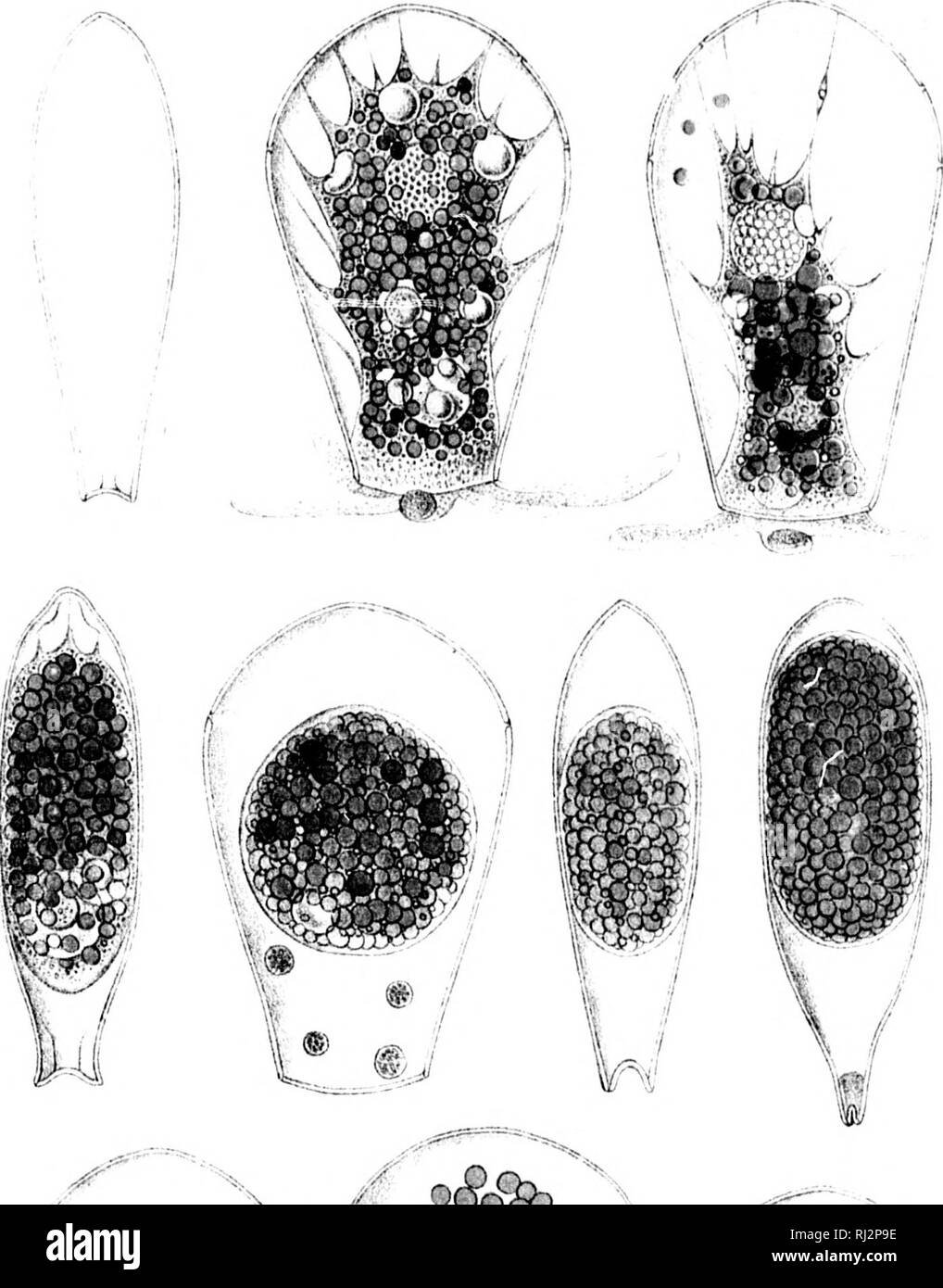 . Fresh-water rhizopods of North America [microform]. Rhizopoda; Fresh ...