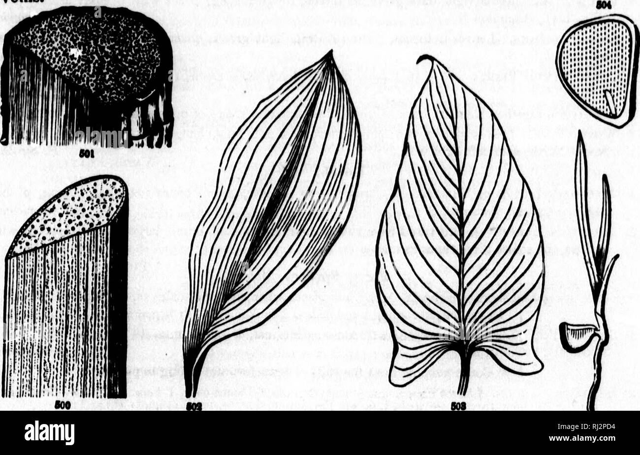 . How plants grow [microform] : a simple introduction to structural ...