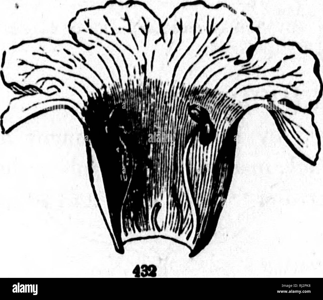 Lance ovate Black and White Stock Photos & Images - Alamy