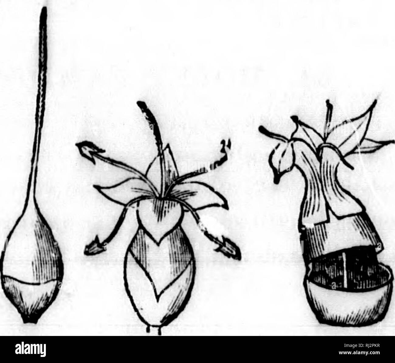 Larger lobed flower Black and White Stock Photos & Images - Alamy