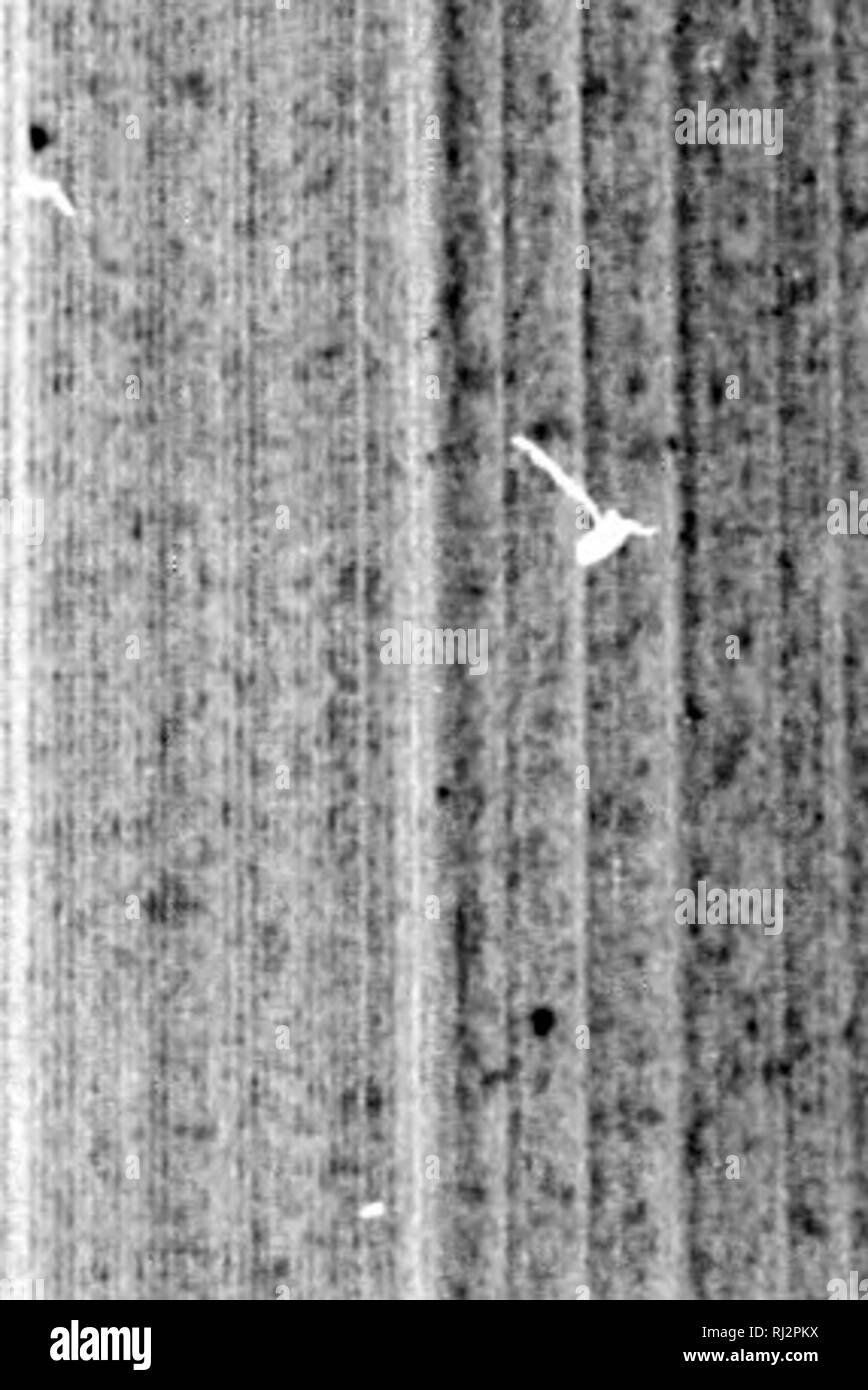 Perca marina hi-res stock photography and images - Alamy