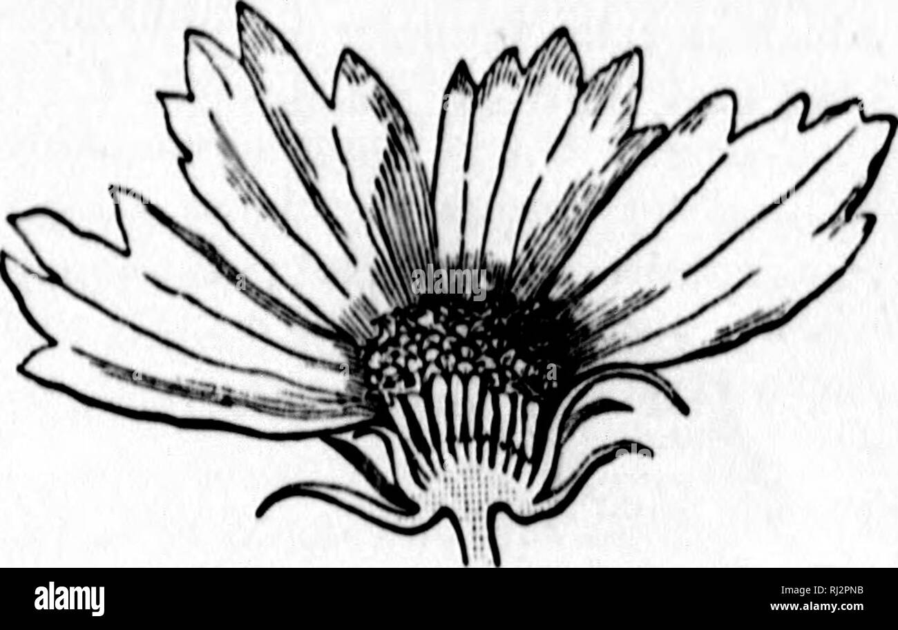 . How plants grow [microform] : a simple introduction to structural ...