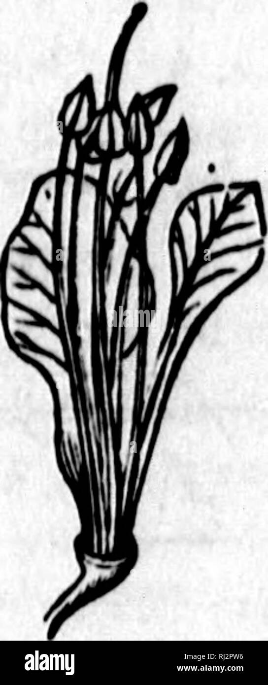 Common bladdernut hi-res stock photography and images - Alamy