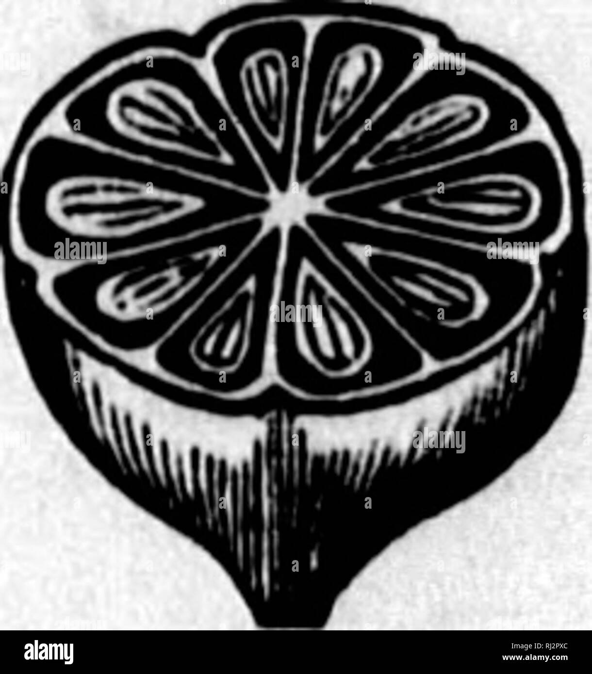 Overlapping sepals hi-res stock photography and images - Alamy