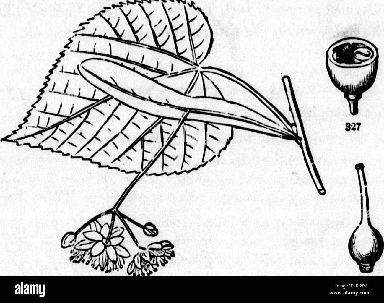 My fidil hi-res stock photography and images - Alamy