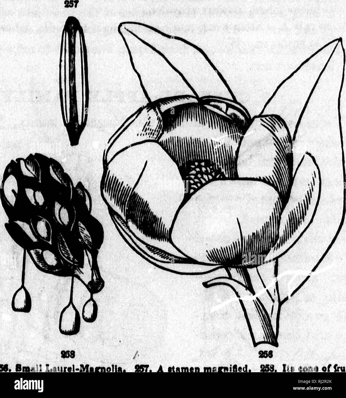 . How plants grow [microform] : a simple introduction to structural ...