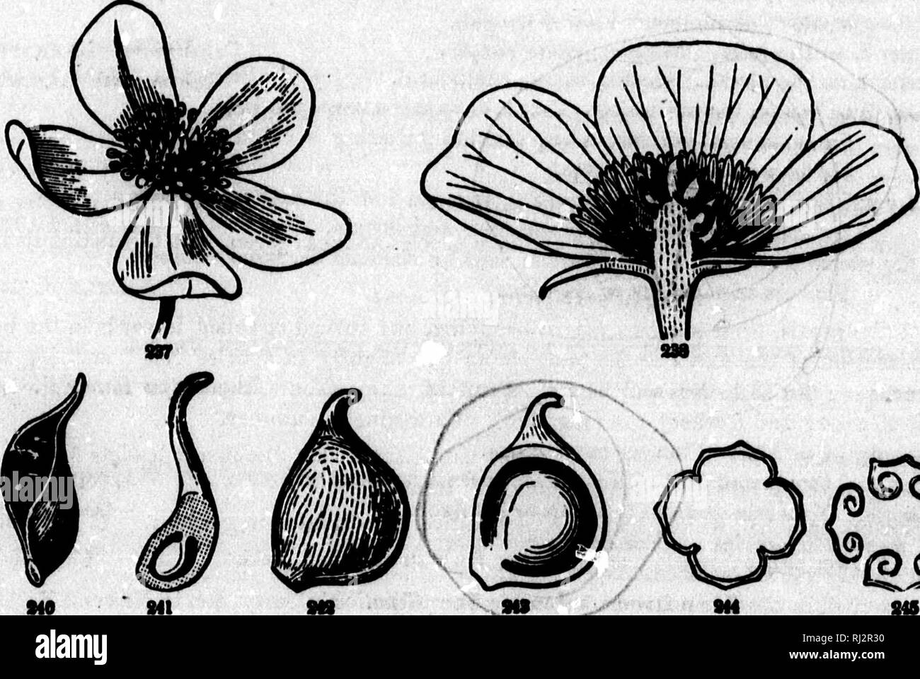 . How plants grow [microform] : a simple introduction to structural ...