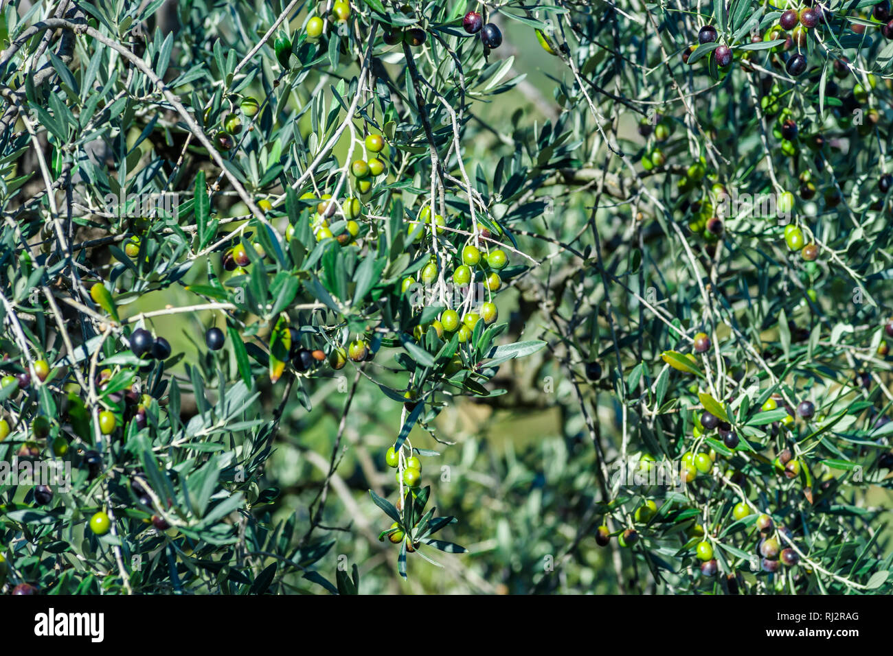 Harvest time in olive garden hi-res stock photography and images - Alamy