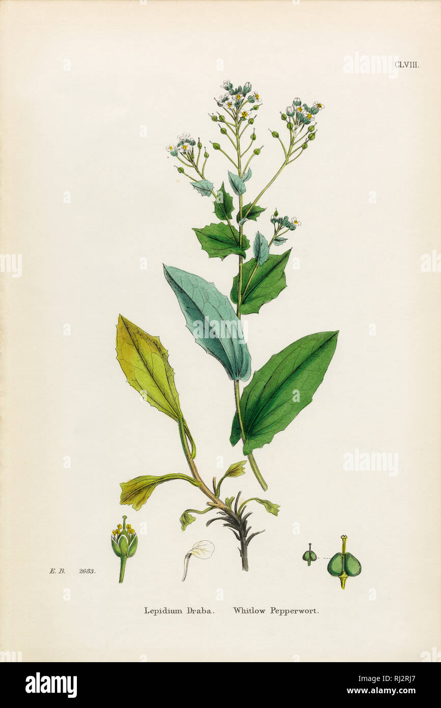 Antique Hand-Colored English Victorian Botanical Illustration, Circa ...