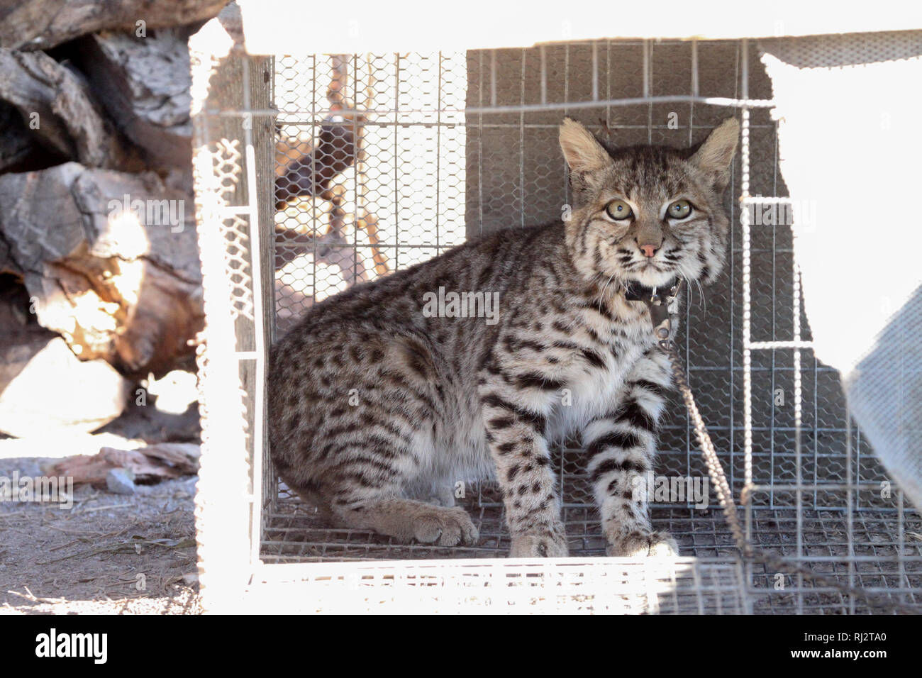 Bobcat captured, in a cage and chained, looks scared Stock Photo - Alamy