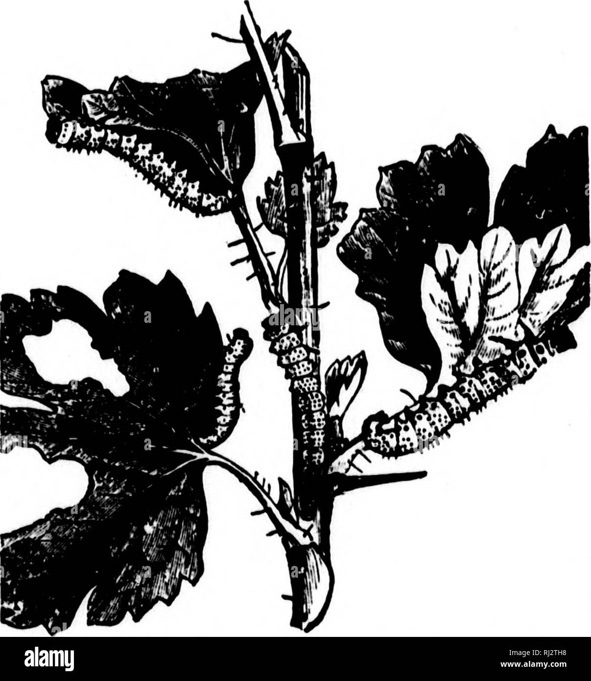 Transparent winged insects Black and White Stock Photos & Images - Alamy