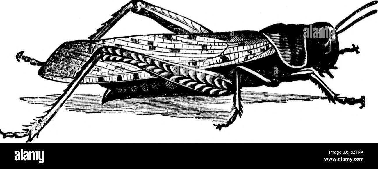 Grasshopper Jumping Drawing