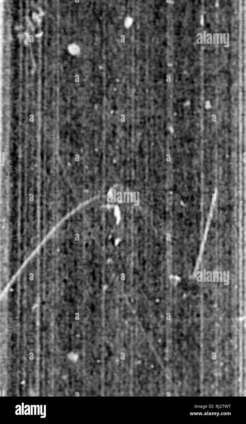 Glossy linear leaves Black and White Stock Photos & Images - Alamy