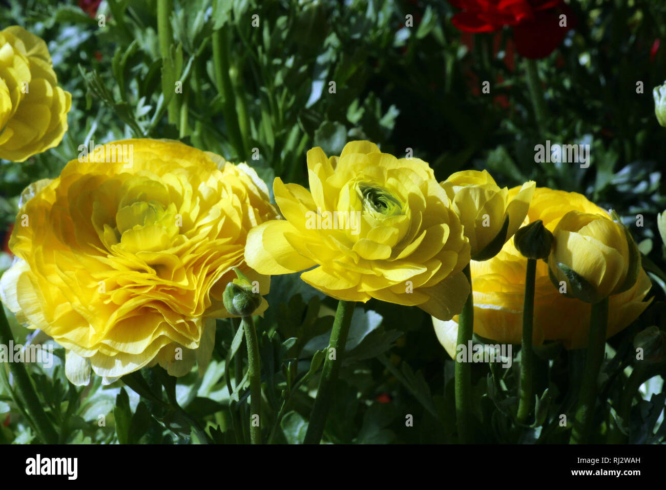 A cluster of yellow Ranunculus flowers in varying stages of bloom Stock ...