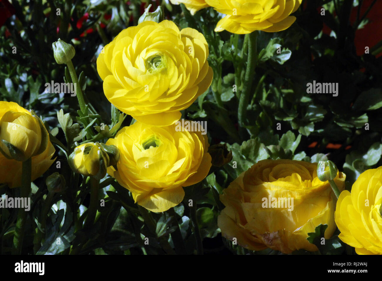 A cluster of yellow Ranunculus flowers in varying stages of bloom Stock ...