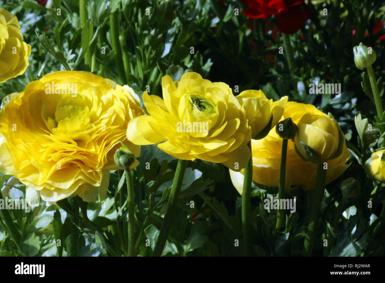 A cluster of yellow Ranunculus flowers in varying stages of bloom Stock ...