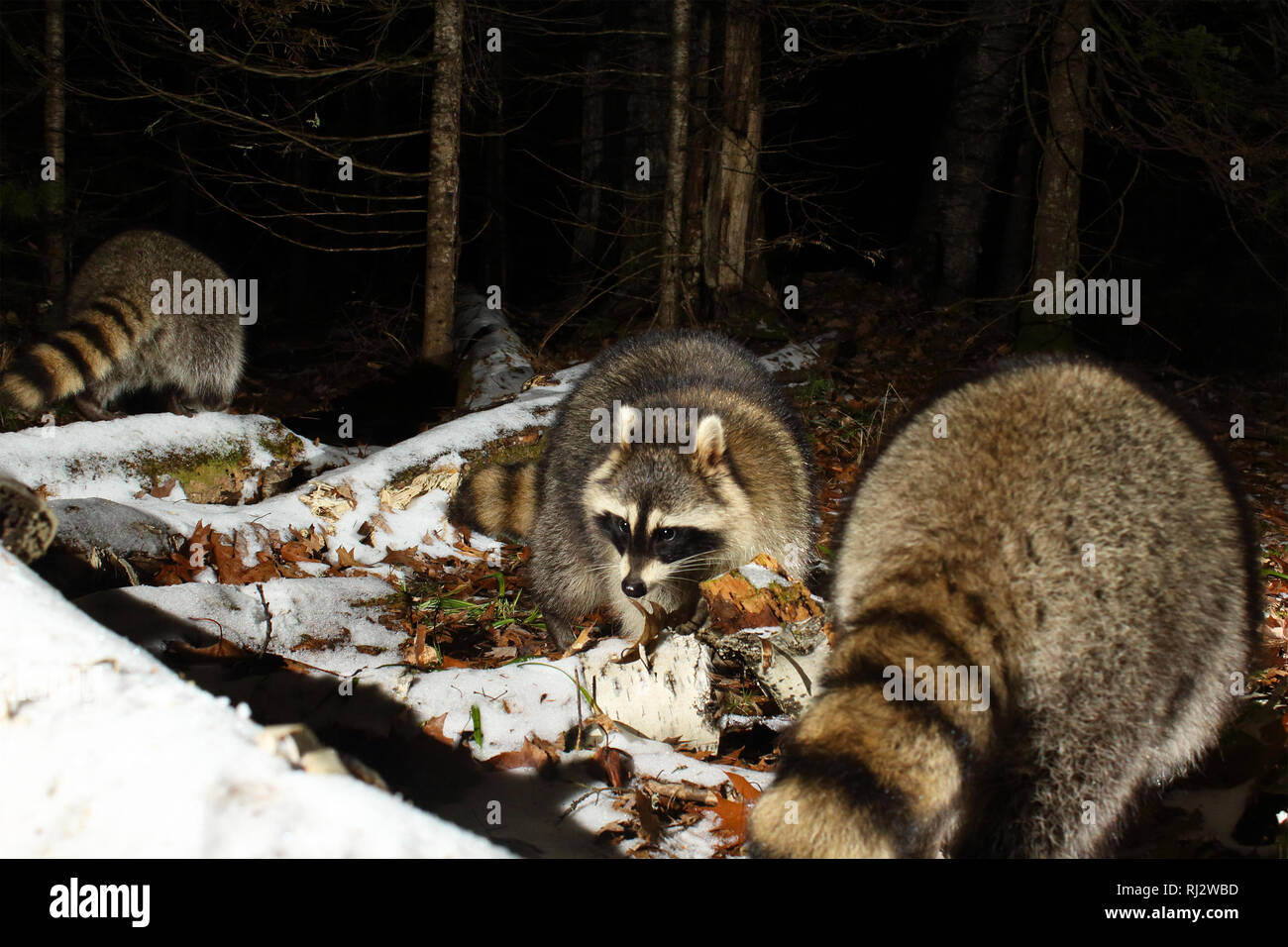 Cute snow raccoon hi-res stock photography and images - Alamy
