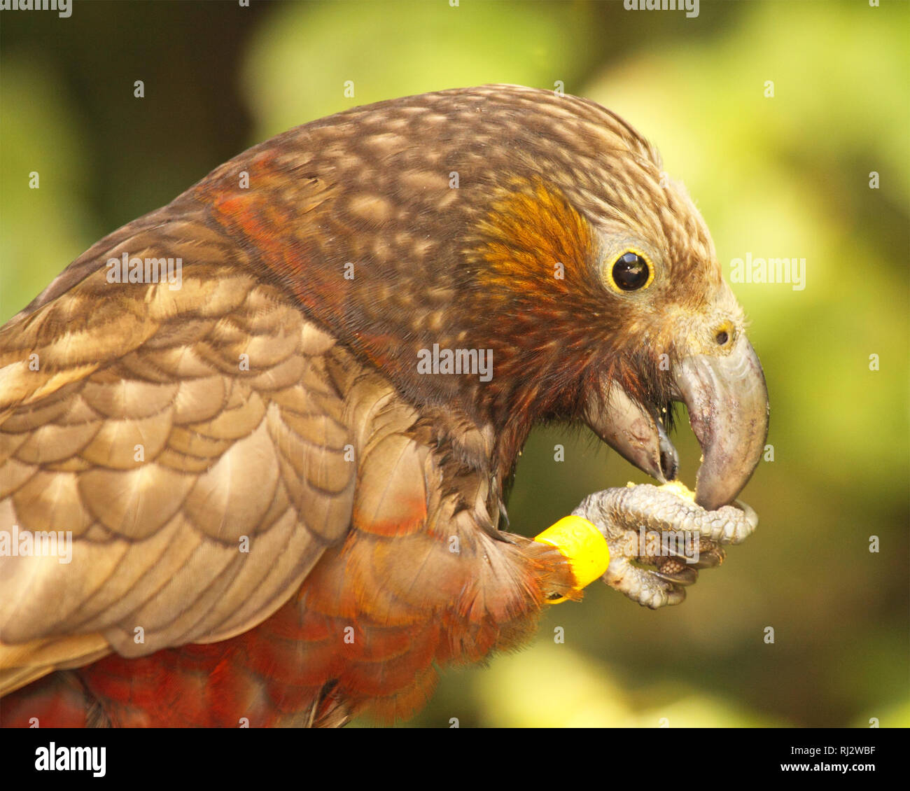 A Kaka feeding on a nut Stock Photo - Alamy