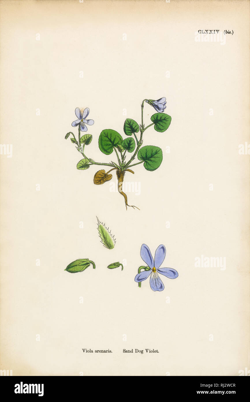 Antique Hand-Colored English Victorian Botanical Illustration, Circa ...