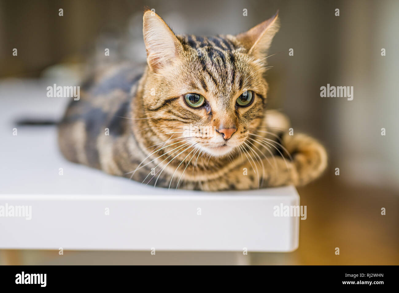 Cat On The Table High Resolution Stock Photography and Images - Alamy