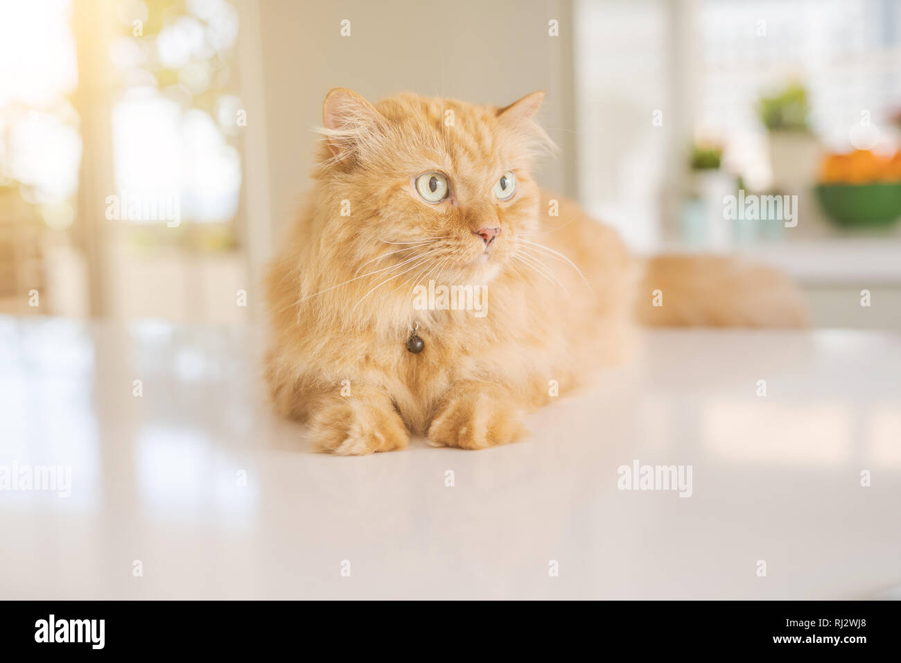 Long haired ginger white cat hi-res stock photography and images - Alamy