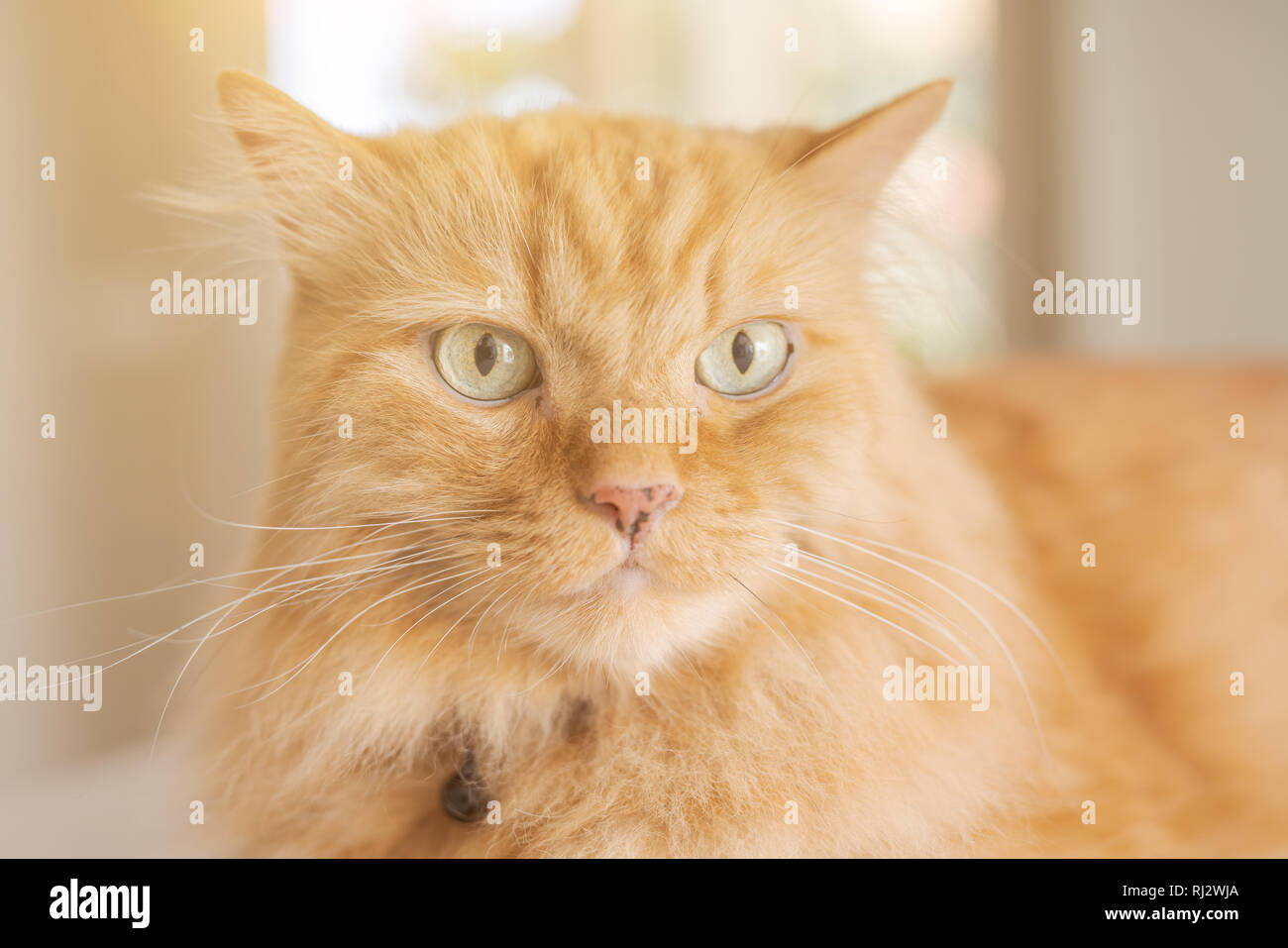 Long Haired Cat Ginger High Resolution Stock Photography and Images - Alamy