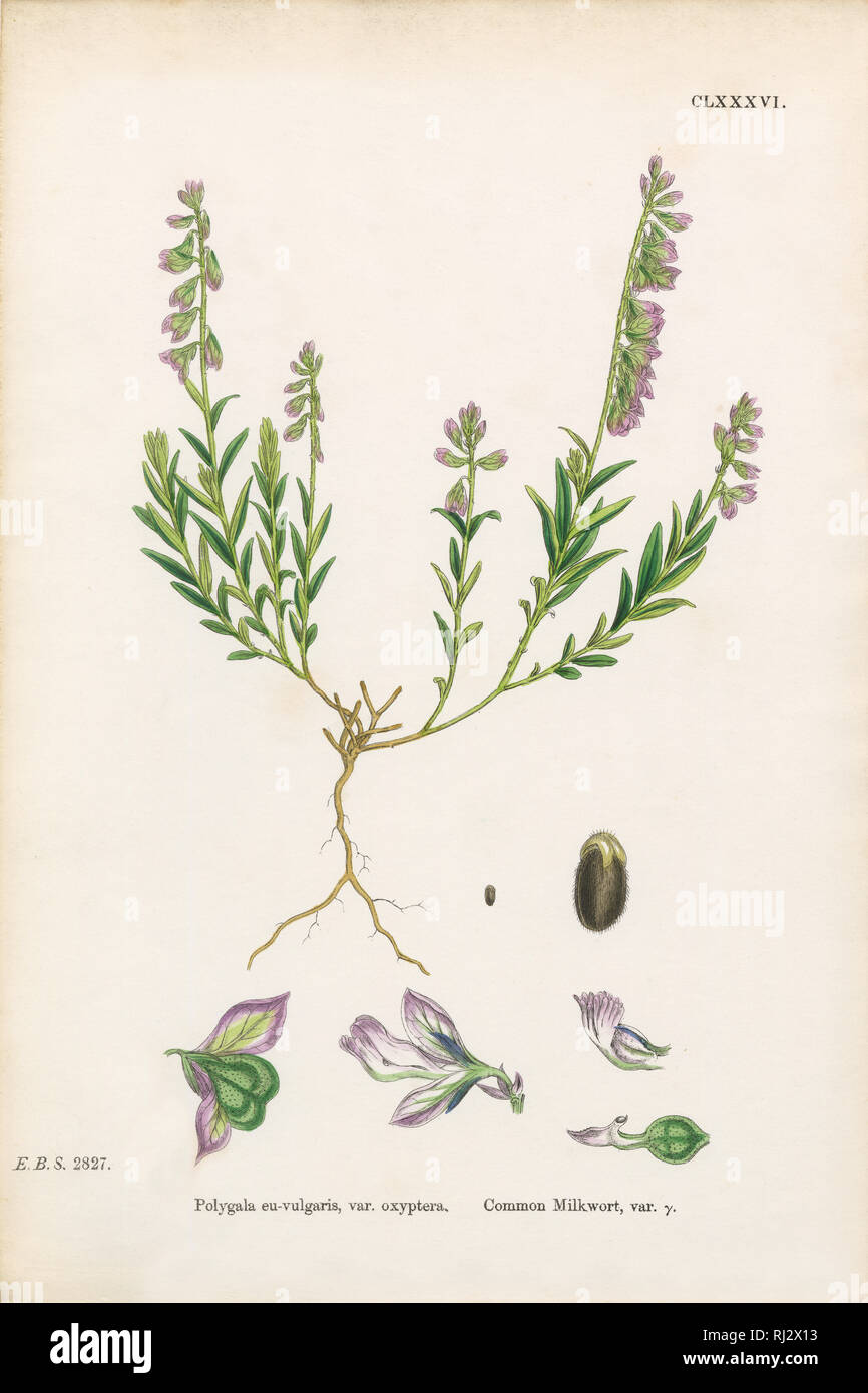 Antique Hand-Colored English Victorian Botanical Illustration, Circa ...