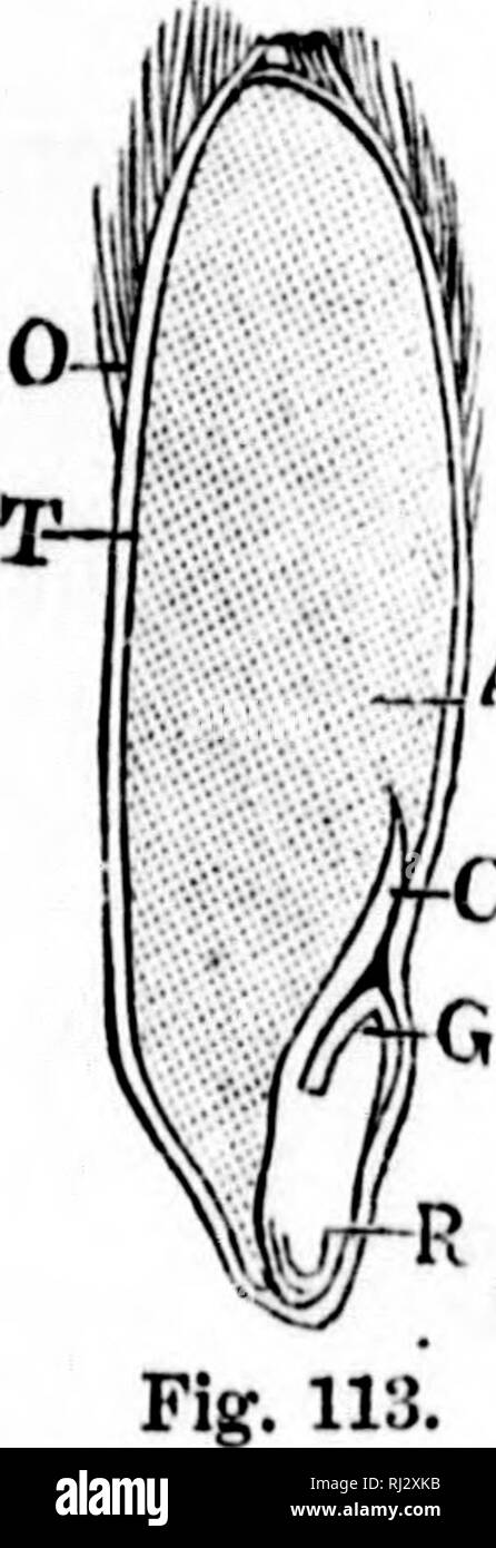 Corn anatomy Black and White Stock Photos & Images - Alamy