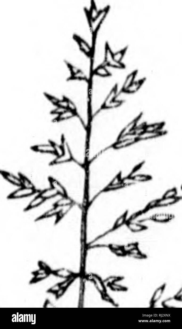 . The elements of structural botany [microform] : with special ...