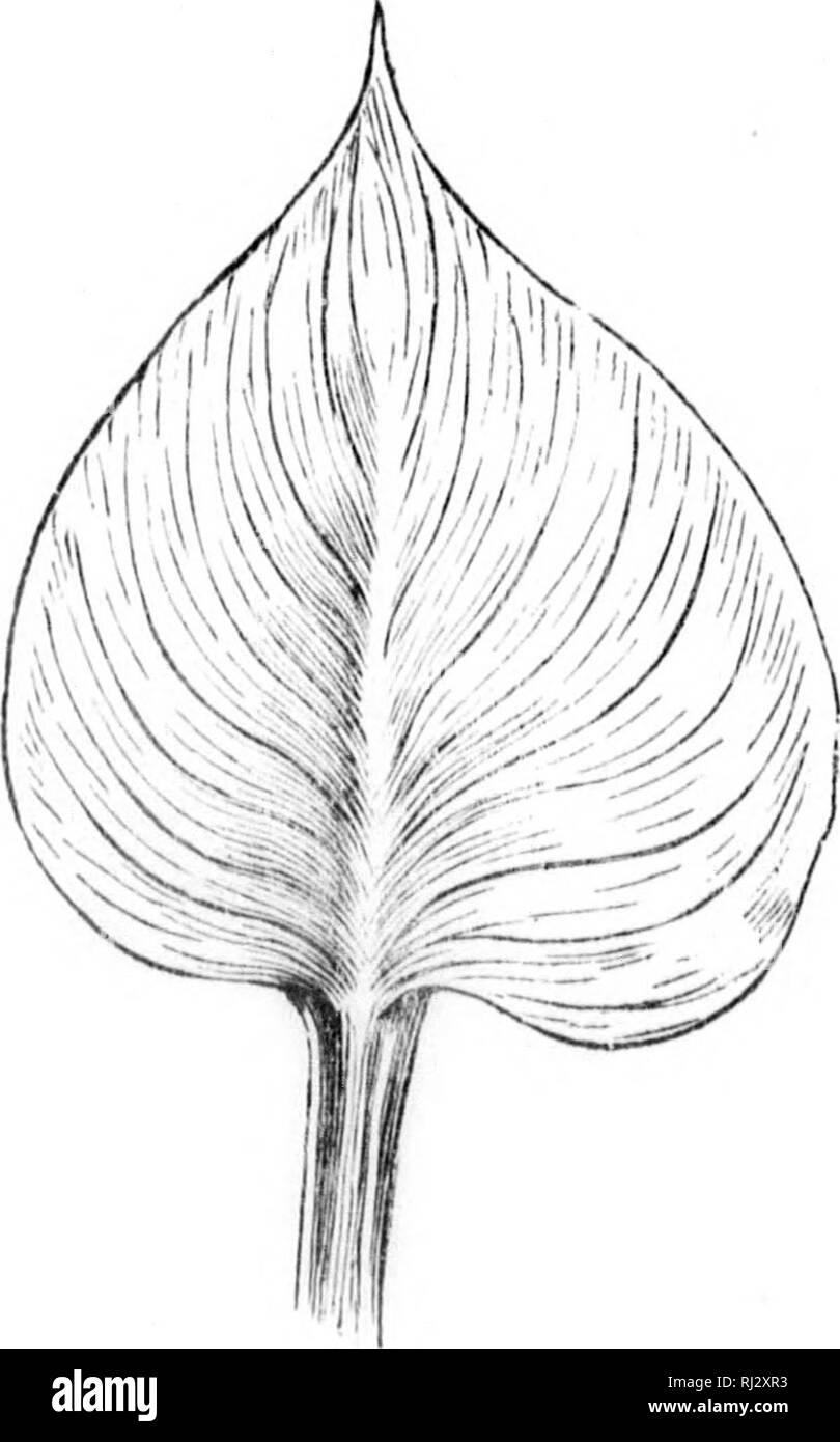 Spadix spathe Black and White Stock Photos & Images - Alamy