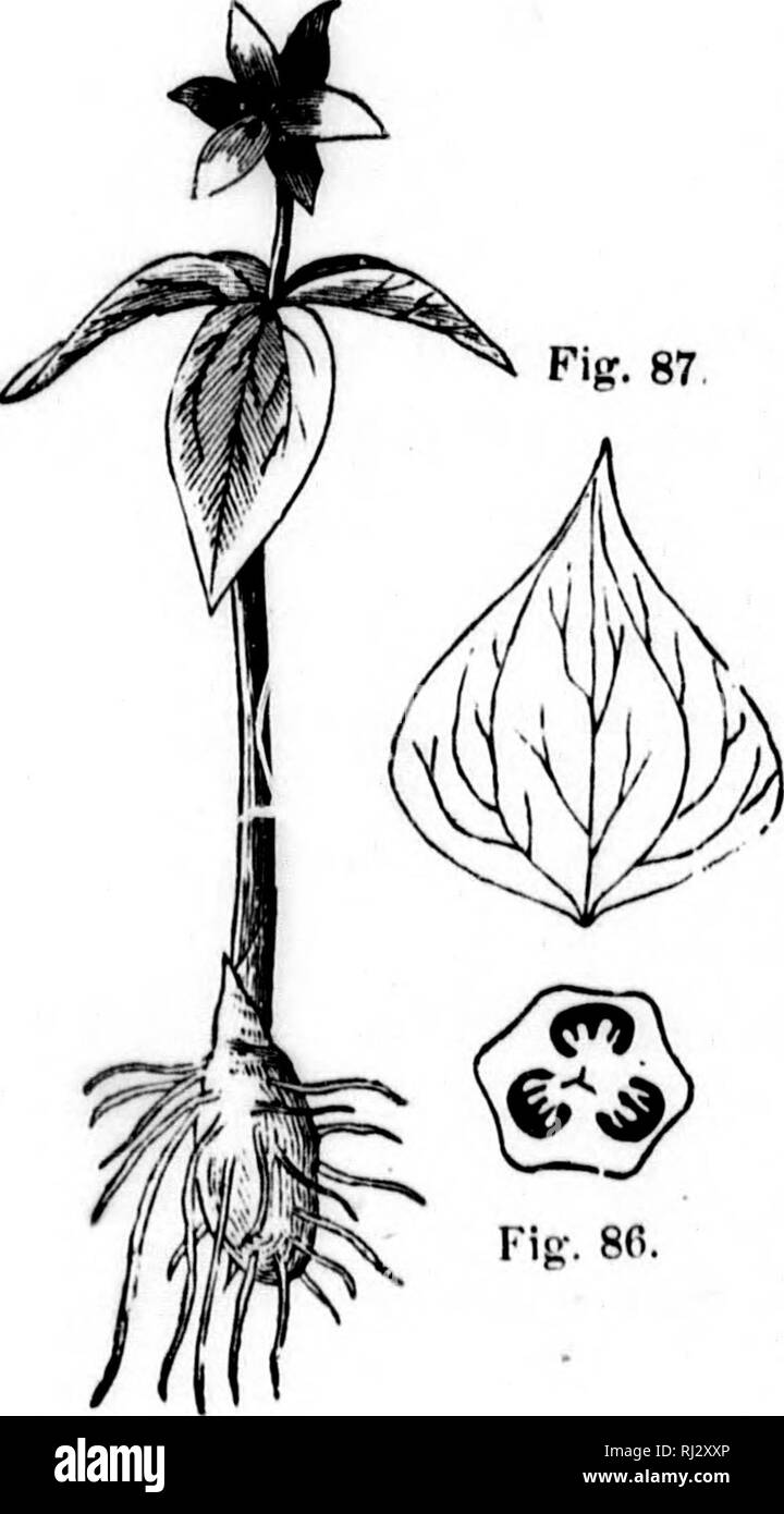 Trillium sp hi-res stock photography and images - Alamy